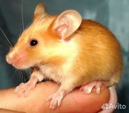 Сатиновые мышки