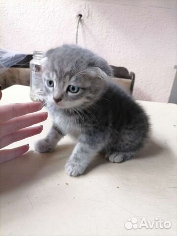 Шотландская вислоухая кошка