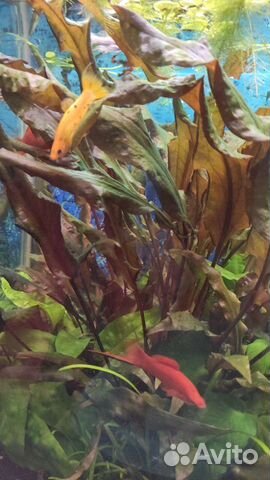 Криптокарина Вендта коричневая