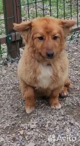 Ищет дом Мелкая Собачка Анфиса