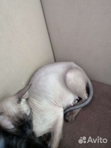 Котята сфинкс