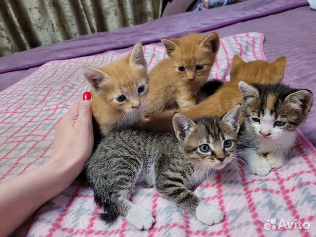 Котята в добрые руки 1 месяц бесплатно