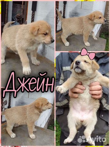 Щенятки малышатки в добрые руки