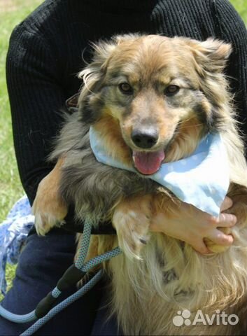 Пушистой Рокси очень нужен свой дом