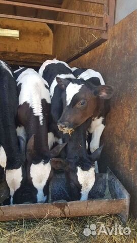 Телята бычки