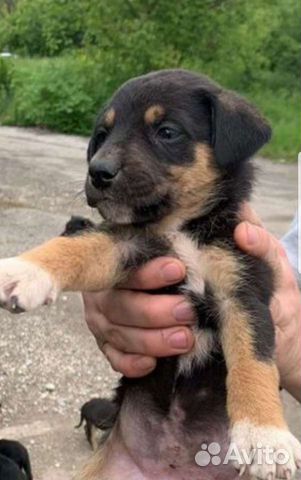 Малыши В добрые руки