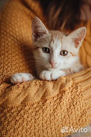 Котята в добрые руки бесплатно