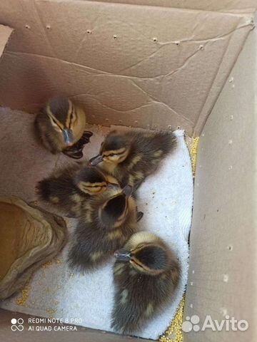 Утята дикой утки. Дикие утки