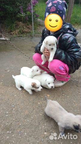 Бесплатно в добрые руки щенки