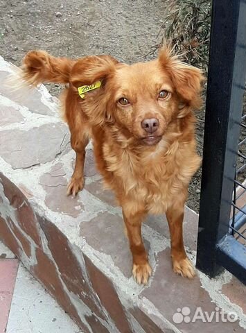 Мелкая Солнечная собачка в лучшую семью