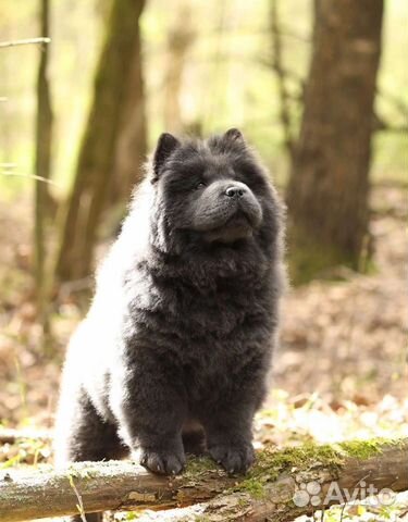 Щенки чау-чау