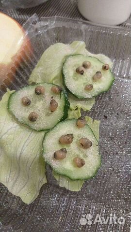 Улитки ахатины альбиносы