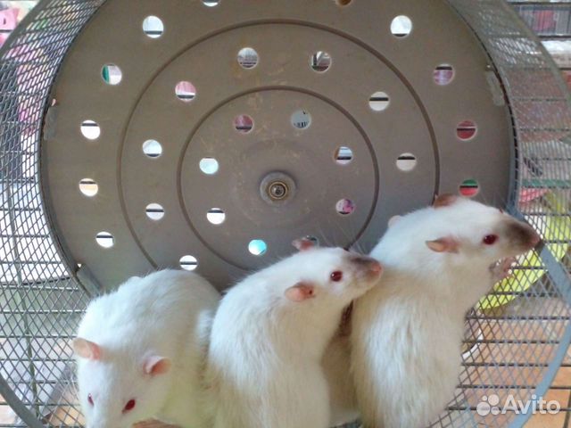 Крыски дамбо