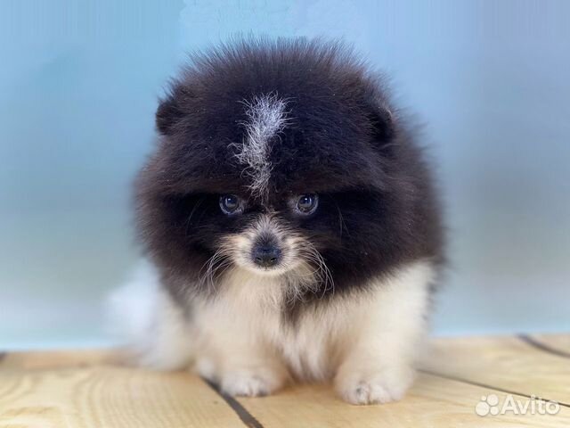 Померанский шпиц