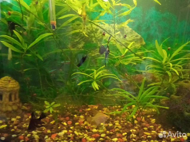 Аквариумные рыбки, улитки и растения