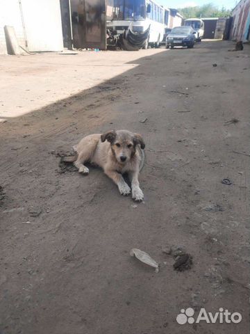 Щенок девочка Марта