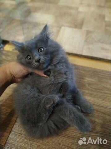 Кошка в дар бесплатно