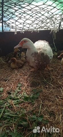 Утята с мамой уткой