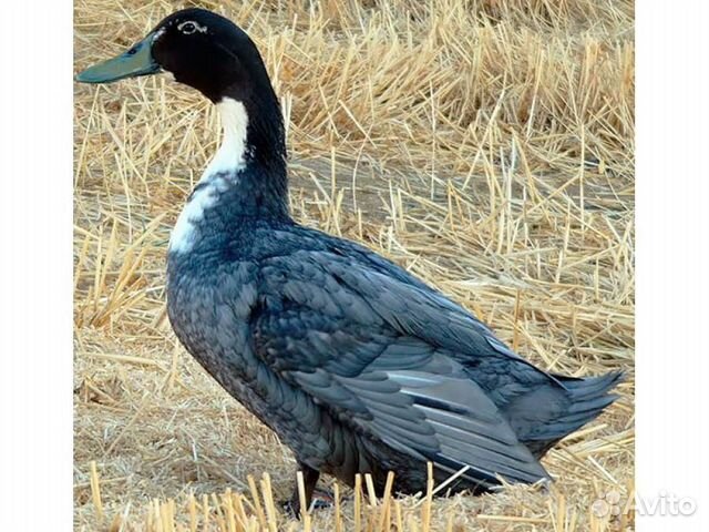 Инкубационное яйцо утки