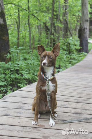 Маленький пёс 5кг в добрые руки