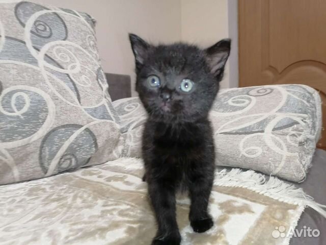 Кошка Метиска