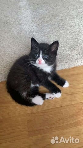 Котёнок Баста