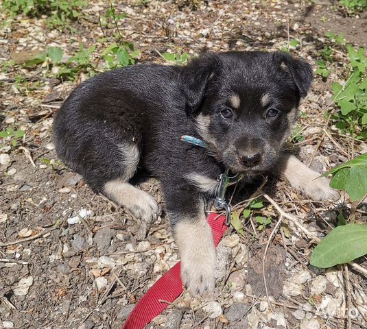 Щенки в добрые руки