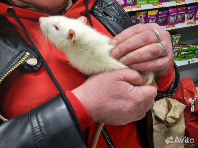 Ручная крыса