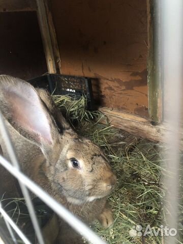 Кролики гиганты