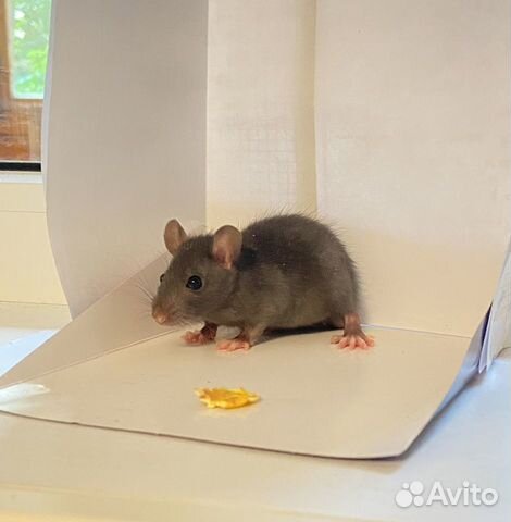 Декоративные крысята