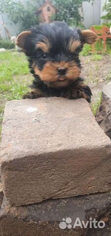 Йоркширский терьер