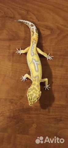 Ящерица эублефар