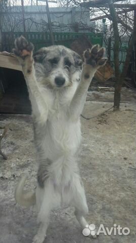 Алабай смешанный с дворнягой ищет любящих хозяев