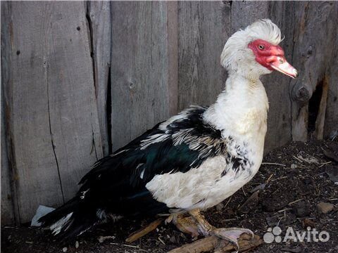 Индоселезень