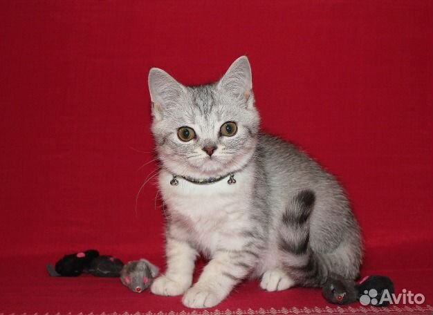 Котята - подростки, 4 и 5мес, (д. р. 0.827)