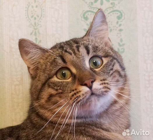 Полосатый мальчишка