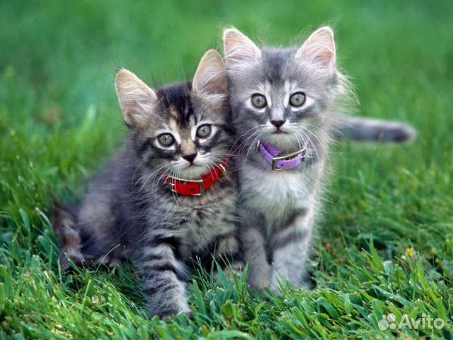 Котята