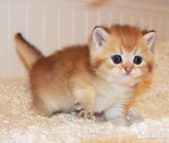 Рэй- золотой тикированный ny 25 Шиншилла Британец