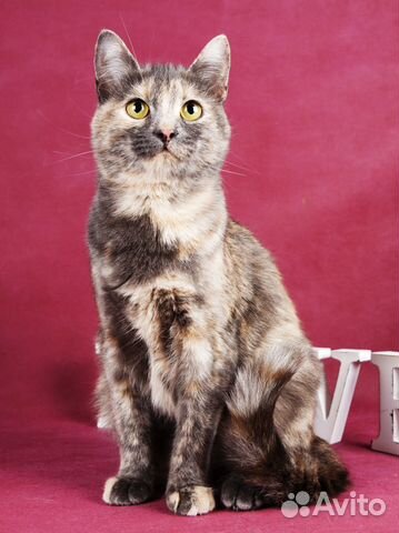 Кошечка Пуся в добрые руки