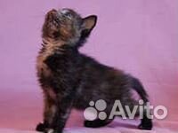 Бесплатно котятки с крошек, уже выросли немножко)