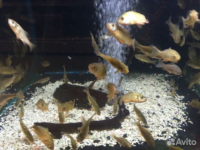 Живец карась для пруда и рыбалки