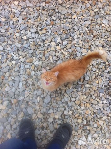Рыжинькие котята