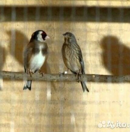 Продам птиц щеглов, репел