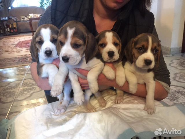 Жани и Жади. Веселые малыши Бигль