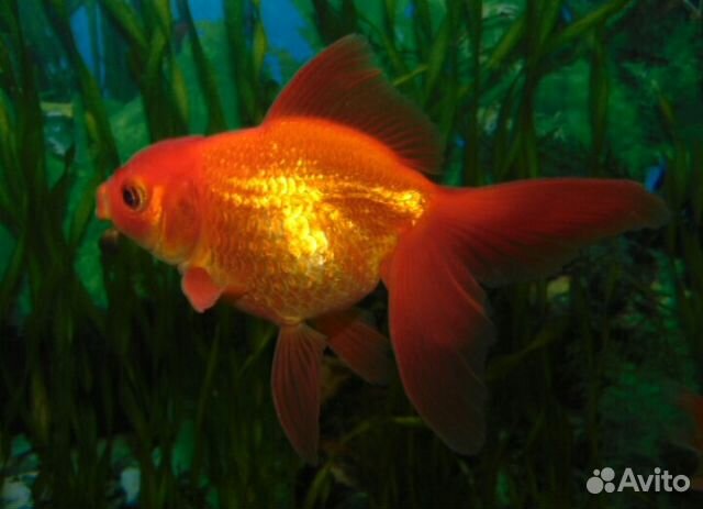 Золотая рыбка оранда