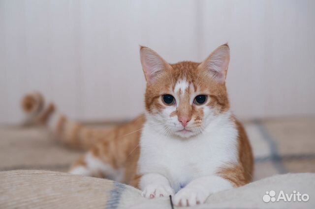 Рыжий котик Тотошка ищет дом