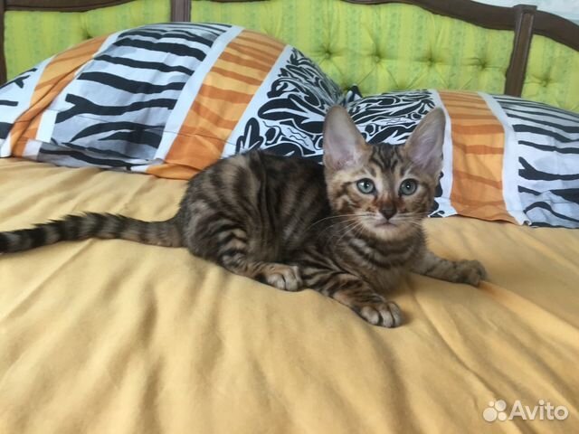 Тойгер кошечка Зарифа