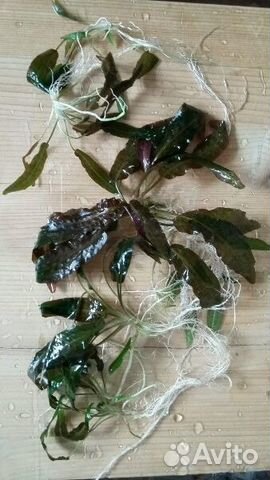 Криптокорина