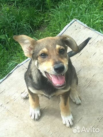 Щенок Черешня