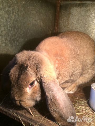 Французский баран